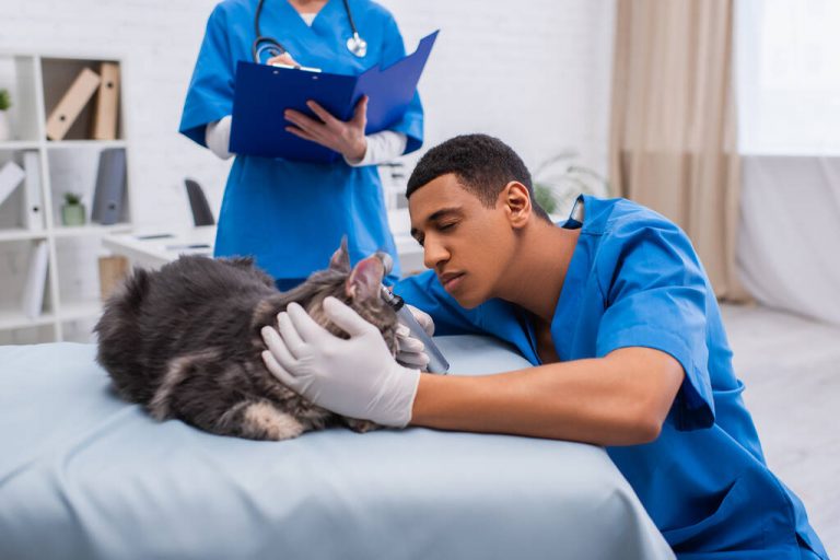 Best Veterinary Hospitals in Eaton WA and How They Can Help Your Pet ...
